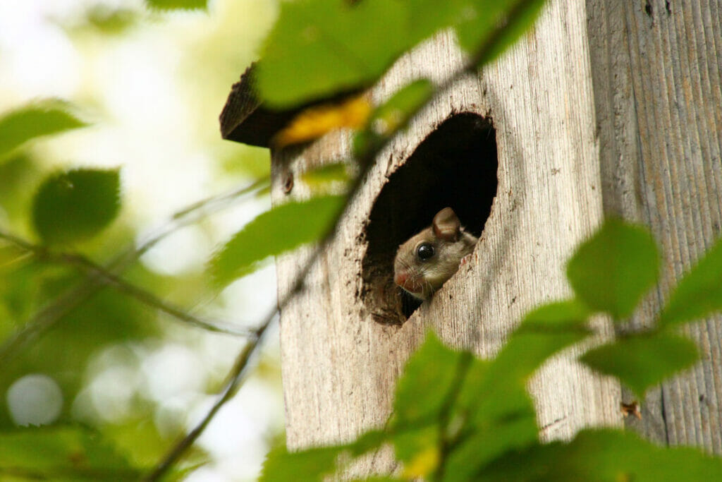 Die magische Welt der Flughörnchen: Eine Reise in die Wildnis – Naturendo